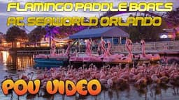 SeaWorld Orlando Orlando Height Requirements & Attractions